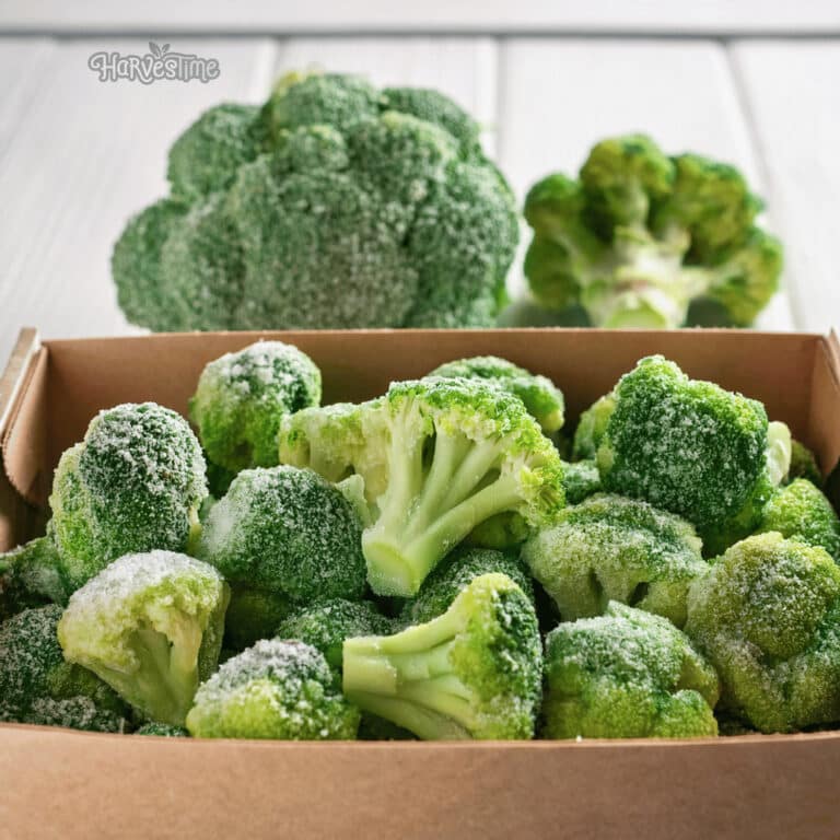 Organic Broccoli Florets 10kg - Bulk - Harvestime NSW